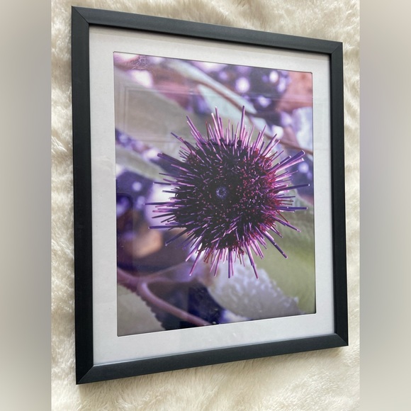 Wall Decor | Unique Photo Of Sea Urchin With Black Frame Taken By ...